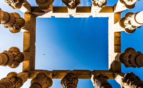 Isis tree Stock Photos, Royalty Free Isis tree Images | Depositphotos