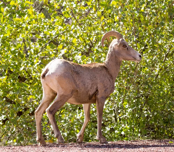 Mouflon sheep hawaii Stock Photos, Royalty Free Mouflon sheep hawaii ...