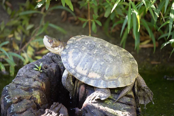 Western Pond Turtles Sun Bathing Log Pond Sunol Regional Park Stock ...