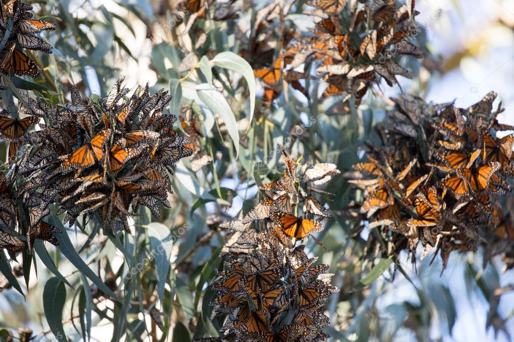 Cluster of Monarch Butterflies (Danaus plexippus). Monarch Grove ...