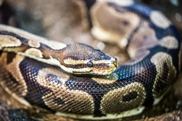 Ball Python, Python regius, coiled - Stock Image - Everypixel