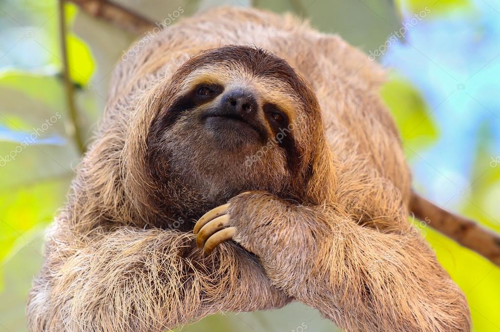 Happy Sloth Stock Photo by ©janossygergely 85867350