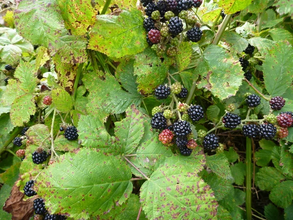 Bramble vines Stock Photos, Royalty Free Bramble vines Images ...