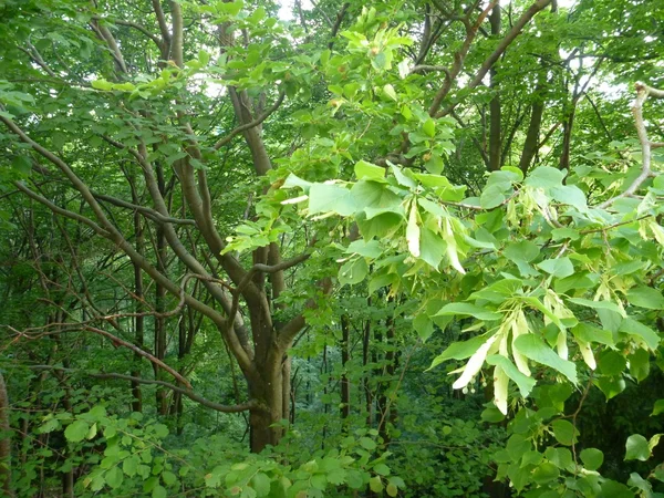 Groot gebladerde kalk Stock Photos, Royalty Free Groot gebladerde kalk ...