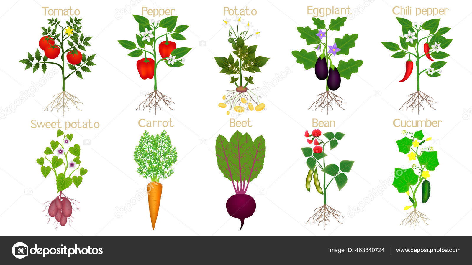 Set Plants Fruits Roots White Background Stock Vector Image by ...