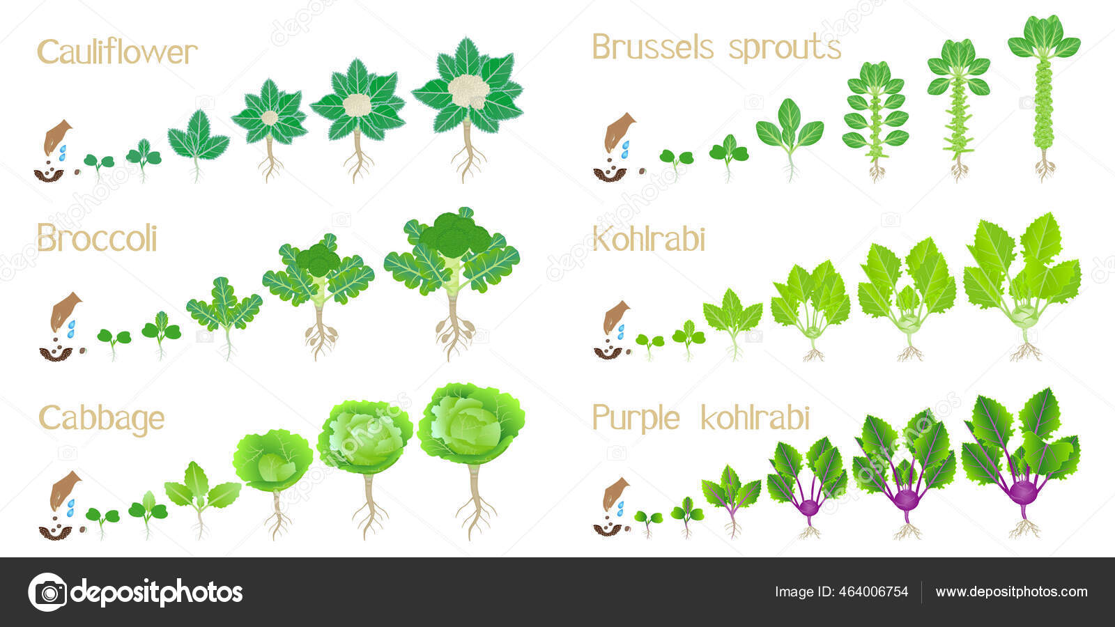 Set Growth Cycles Cabbage White Background Stock Vector by ©ZAQzaq81 ...