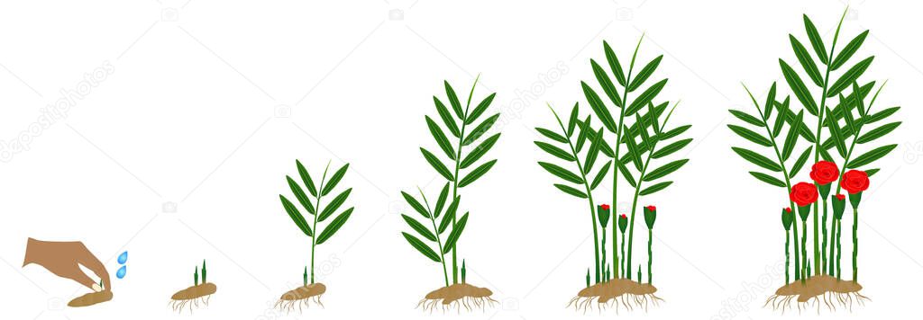 64 Rose life cycle Vector Images, Rose life cycle Illustrations ...