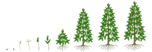 Pine cone germination Stock Vectors, Royalty Free Pine cone germination ...