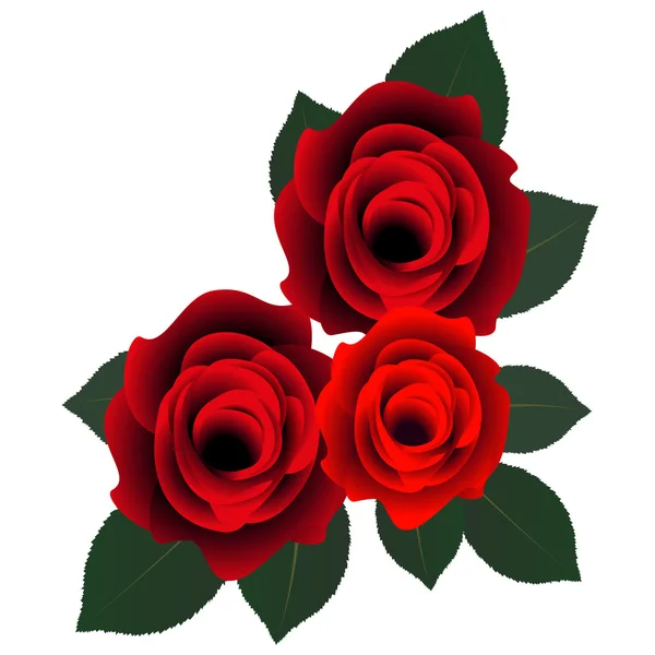 Red roses set Stock Vector Image by ©d-e-n-i-s #4209179