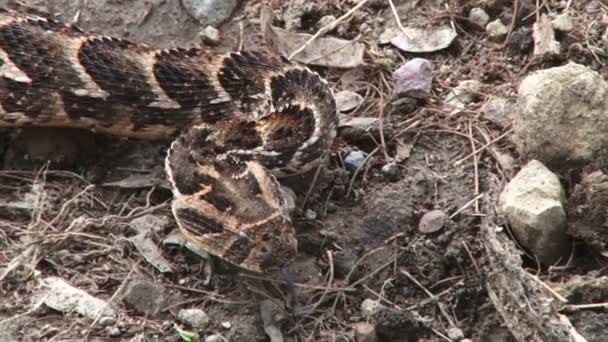 Head of a puff adder snake — Stock Video © bushspy #88571360