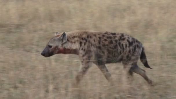 Wildebeest Stock Videos, Royalty Free Wildebeest Footages | Depositphotos®