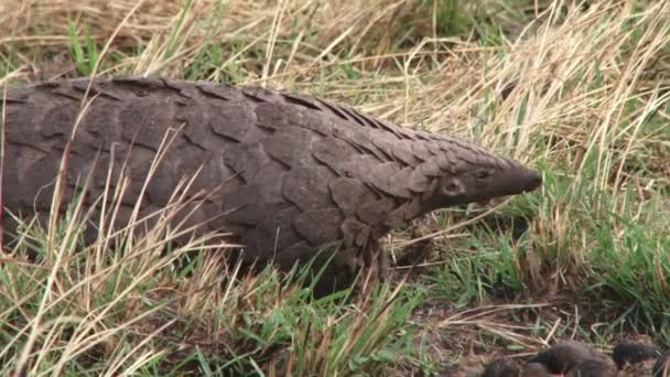Pangolin Stock Videos, Royalty Free Pangolin Footages | Depositphotos®