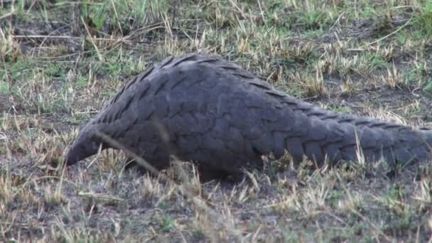 Pangolin Stock Videos, Royalty Free Pangolin Footages | Depositphotos®