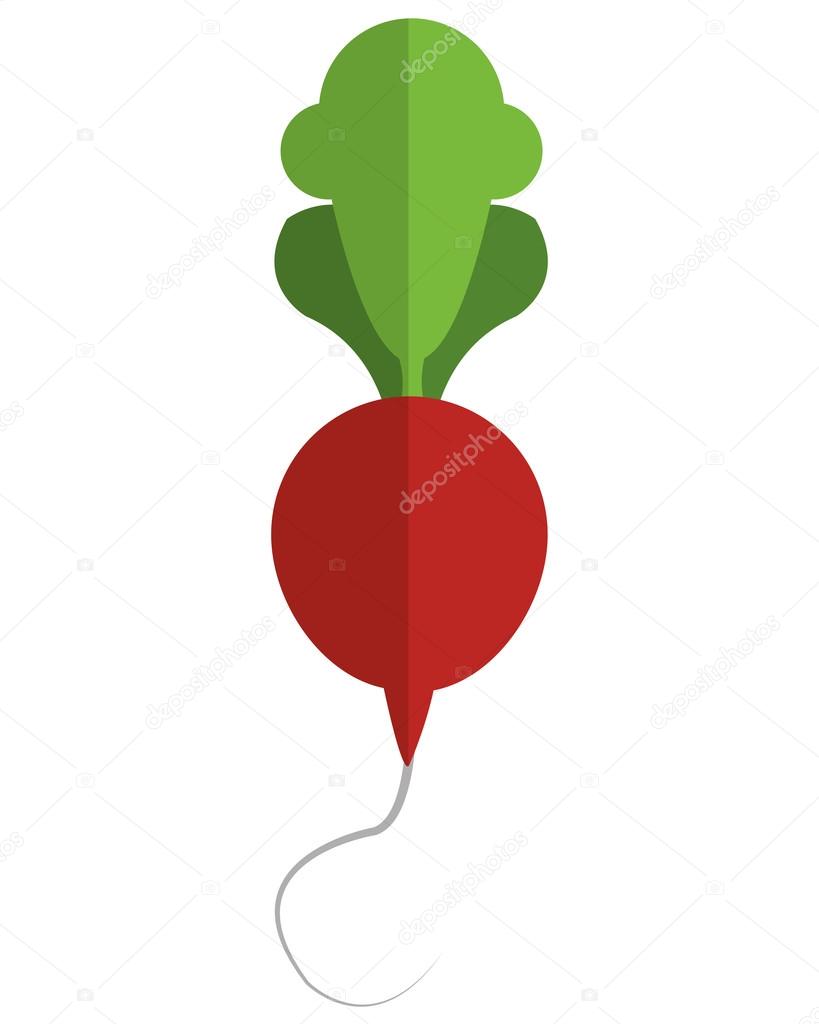 Whole radish icon Stock Vector Image by ©jemastock #116016338