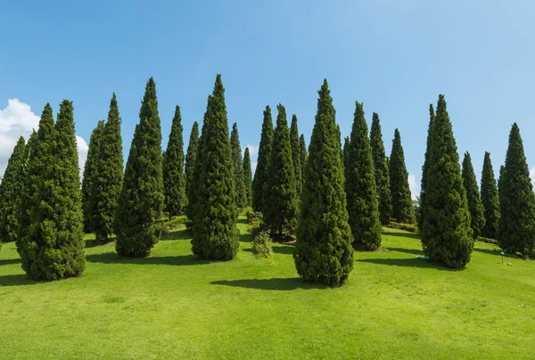 Pinos en el jardín royal flora — Foto de stock © foto76 #141793042