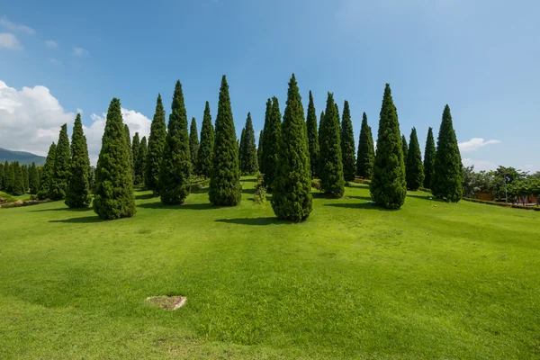 Pinos en el jardín royal flora — Foto de stock © foto76 #141793042
