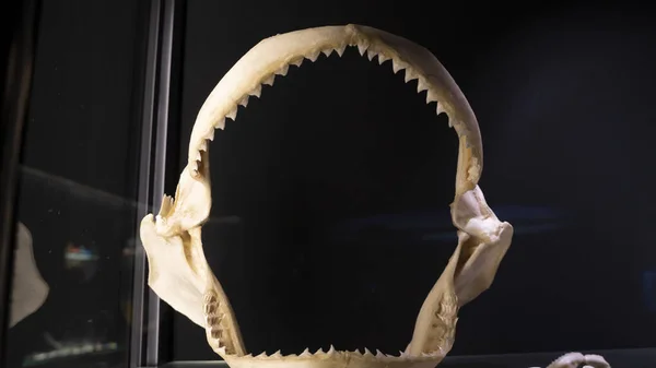Great White Shark Jaw Skeleton