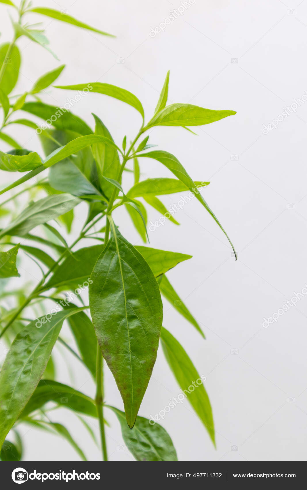 Herb Plant Andrographis Paniculata Plant Organic Farm Thailand Stock ...