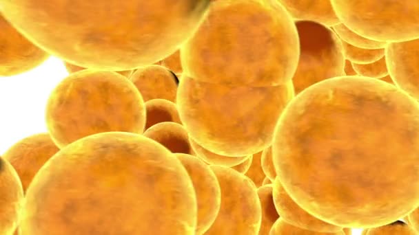 Fat cells inside human organism. Rotate fat structure on isolate. Alpha ...