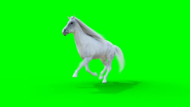 Runing white horse. Green screen realistic animation. Stock Video ...