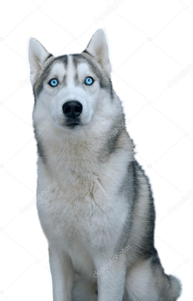 Dog siberian hasky on wihte isolate Stock Photo by ©chagpg 94469010