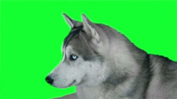 208 Wolf green screen Videos, Royalty-free Stock Wolf green screen ...