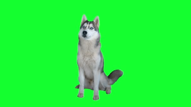 208 Wolf green screen Videos, Royalty-free Stock Wolf green screen ...