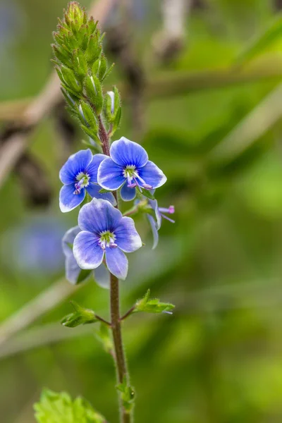 Thymeleaf speedwell Stock Photos, Royalty Free Thymeleaf speedwell ...