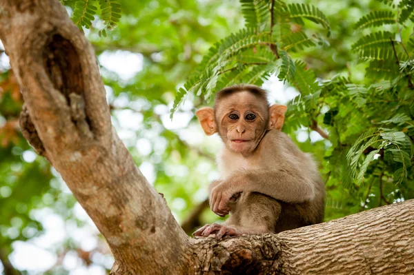 Two young monkeys Stock Photo by ©Cornfield 86908114