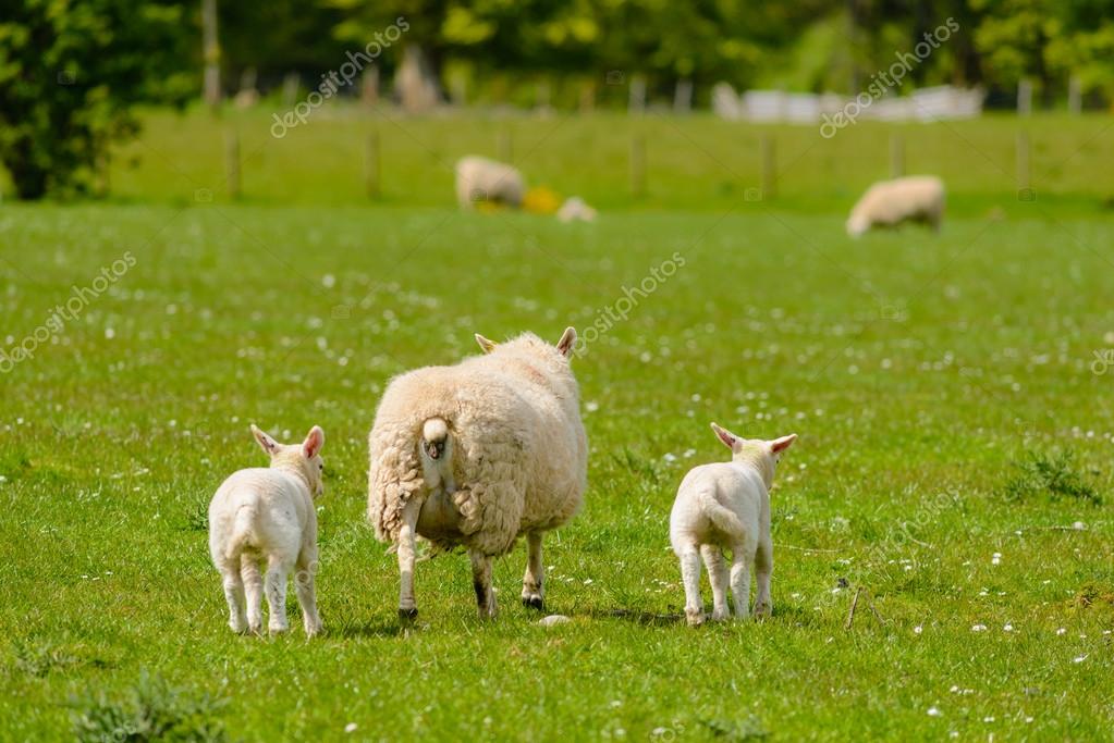 Scottish Sheep with lambs — Stock Photo © Cornfield #86907574