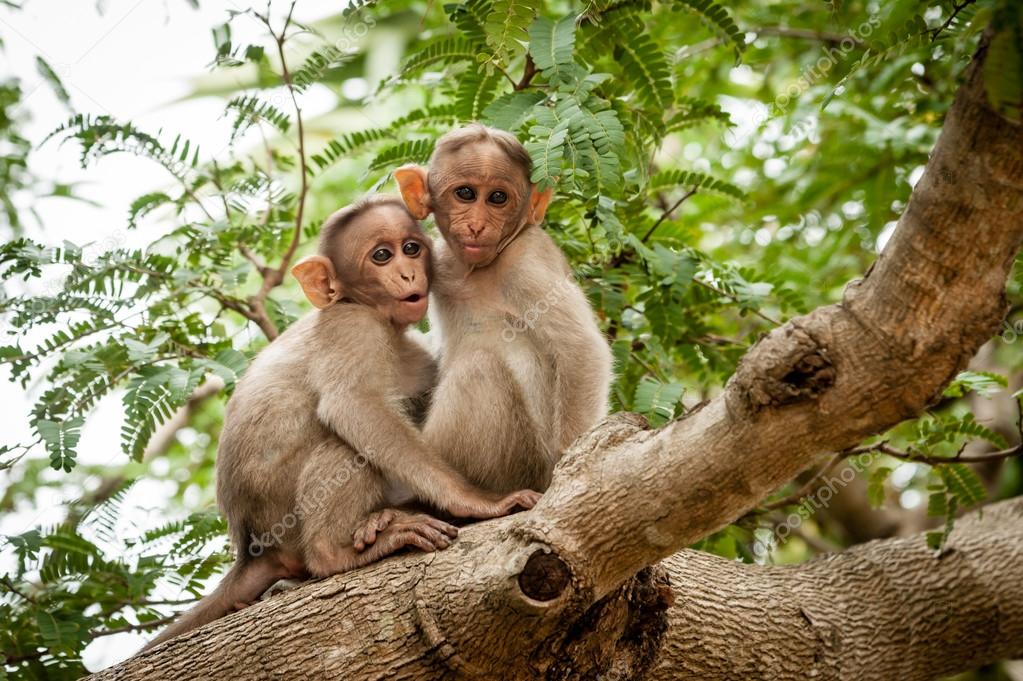 Two young monkeys Stock Photo by ©Cornfield 86908114