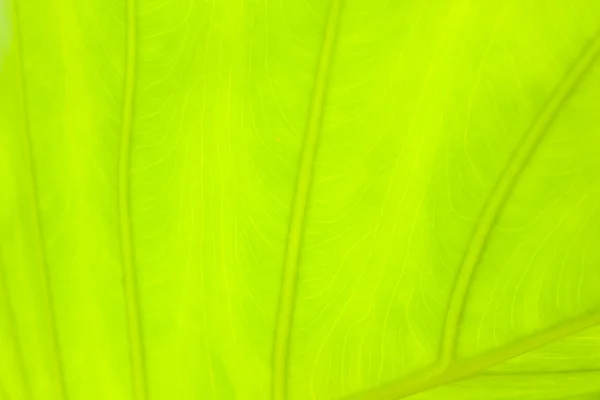 Green leaf background Stock Photos, Royalty Free Green leaf background ...