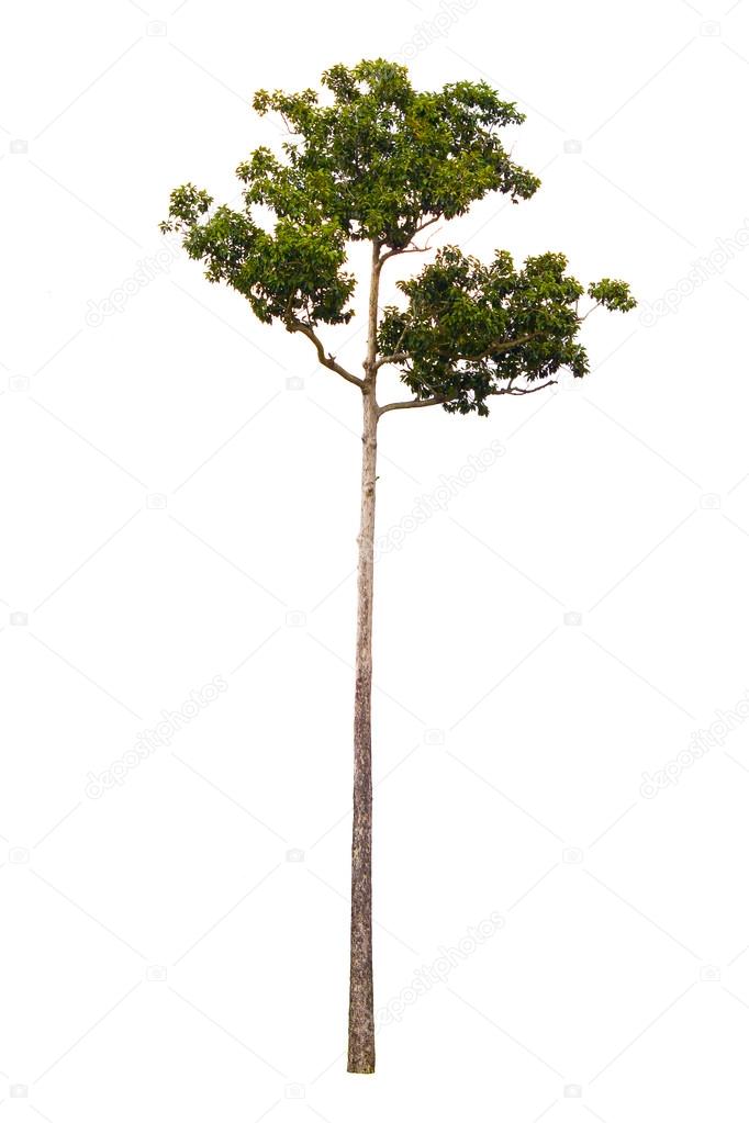 Tall Tree White Background
