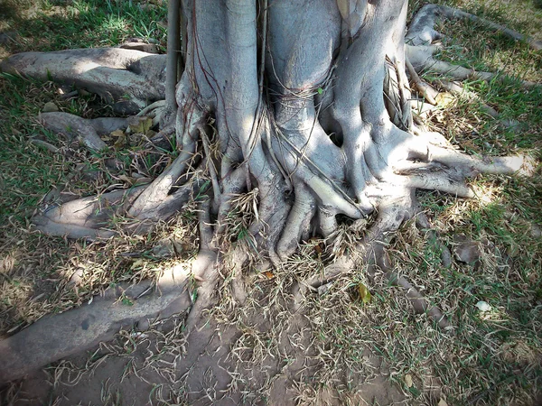 Trunks and roots Stock Photos, Royalty Free Trunks and roots Images ...