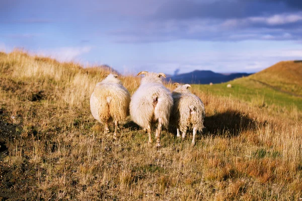 Sheep backside Stock Photos, Royalty Free Sheep backside Images ...
