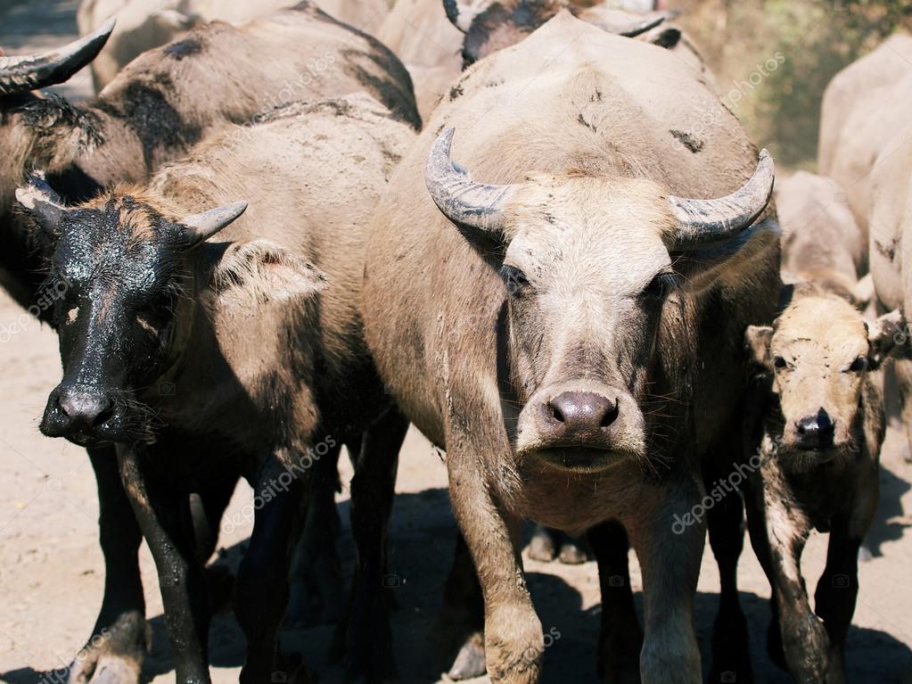 Asian water buffalo Stock Photo by ©Dislentev 86636432