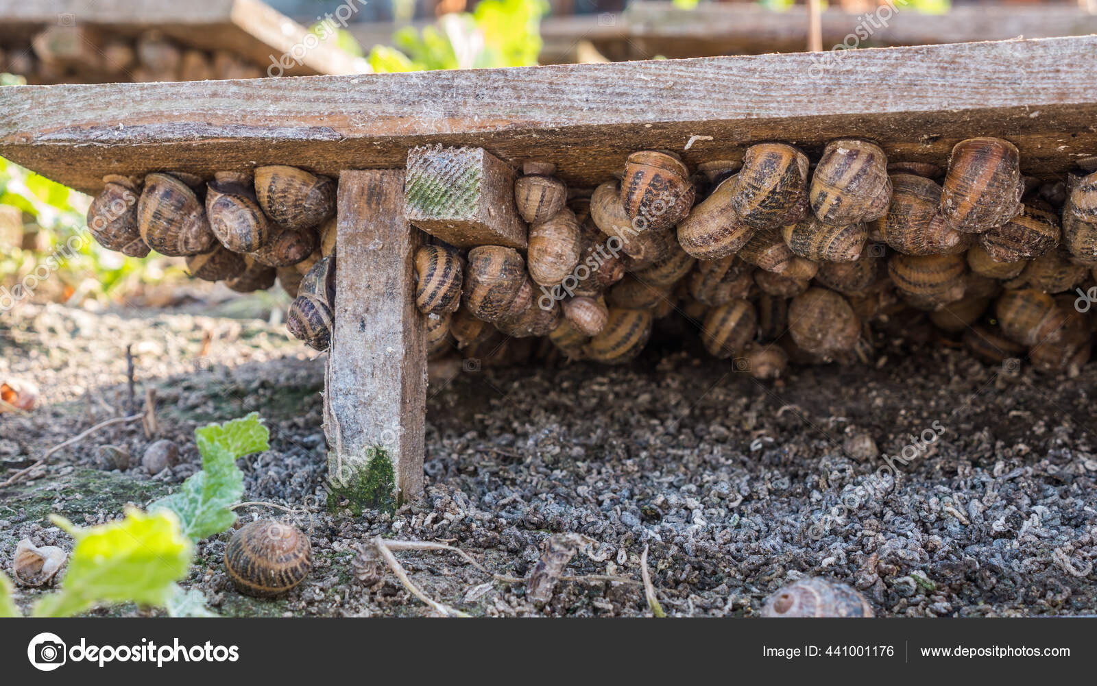Snail farm - animals hide from the sun under flooring from boards ...