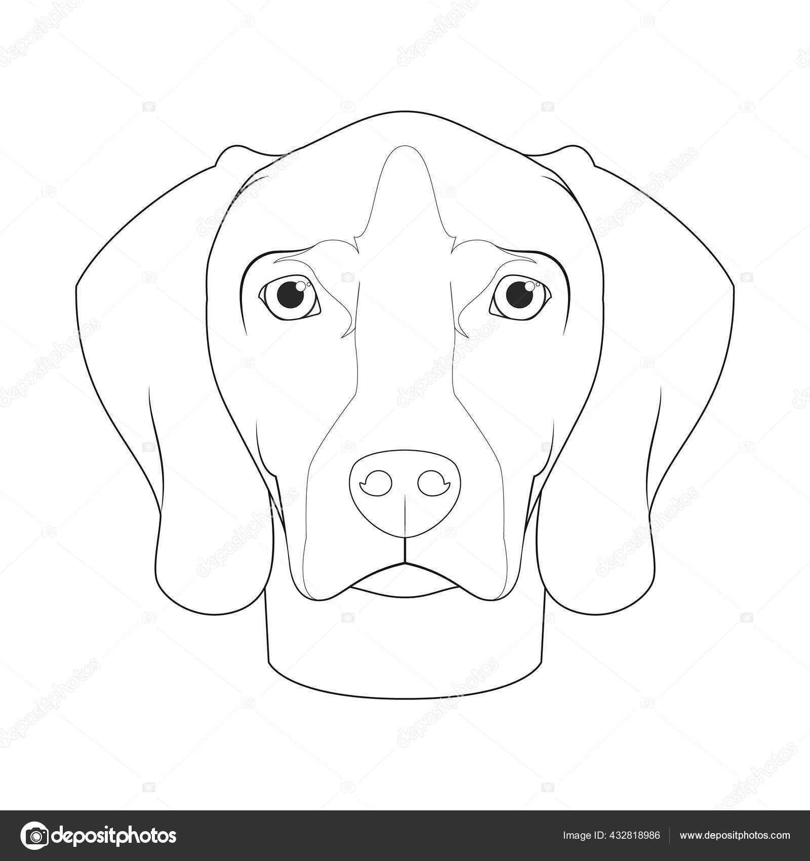 Výmarský Pes Snadné Zbarvení Kreslené Vektorové Ilustrace Izolováno ...