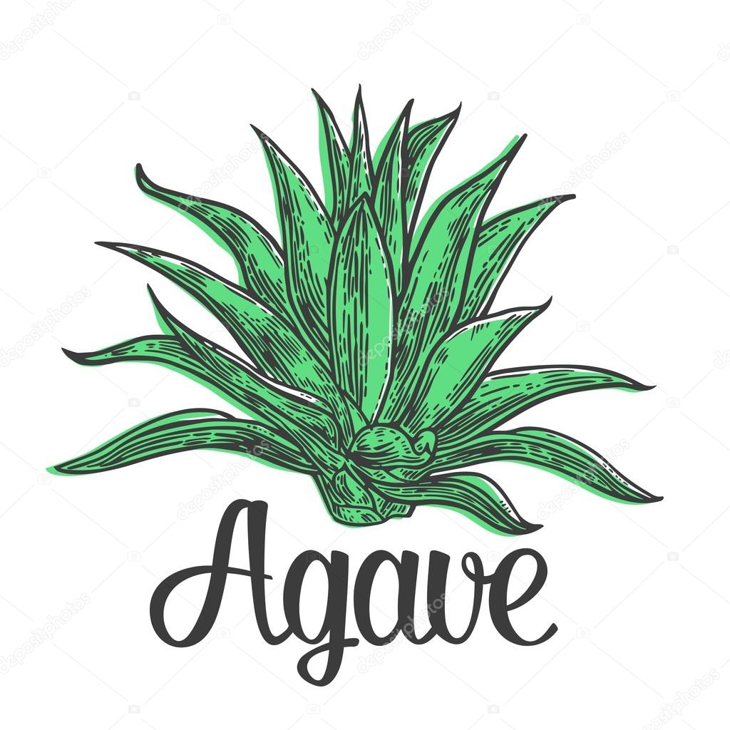 Agave azul de cactus. Ilustración de grabado vectorial vintage para ...