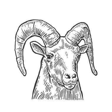 Goat Head Portrait Illustration Drawing Engraving Ink Line Art Vector Stock Vector Image by ...