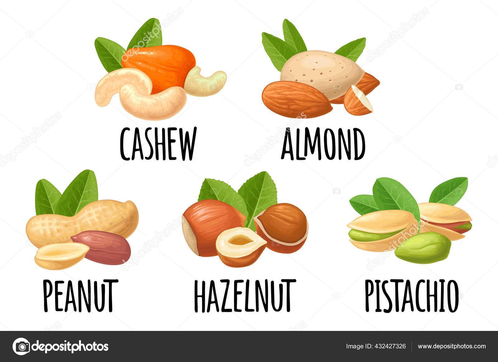 Set Whole Half Nut Seed Vector Color Realistic Illustration Isolated ...