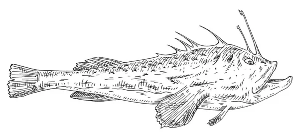 18,493,173 Monk fish Vector Images | Depositphotos