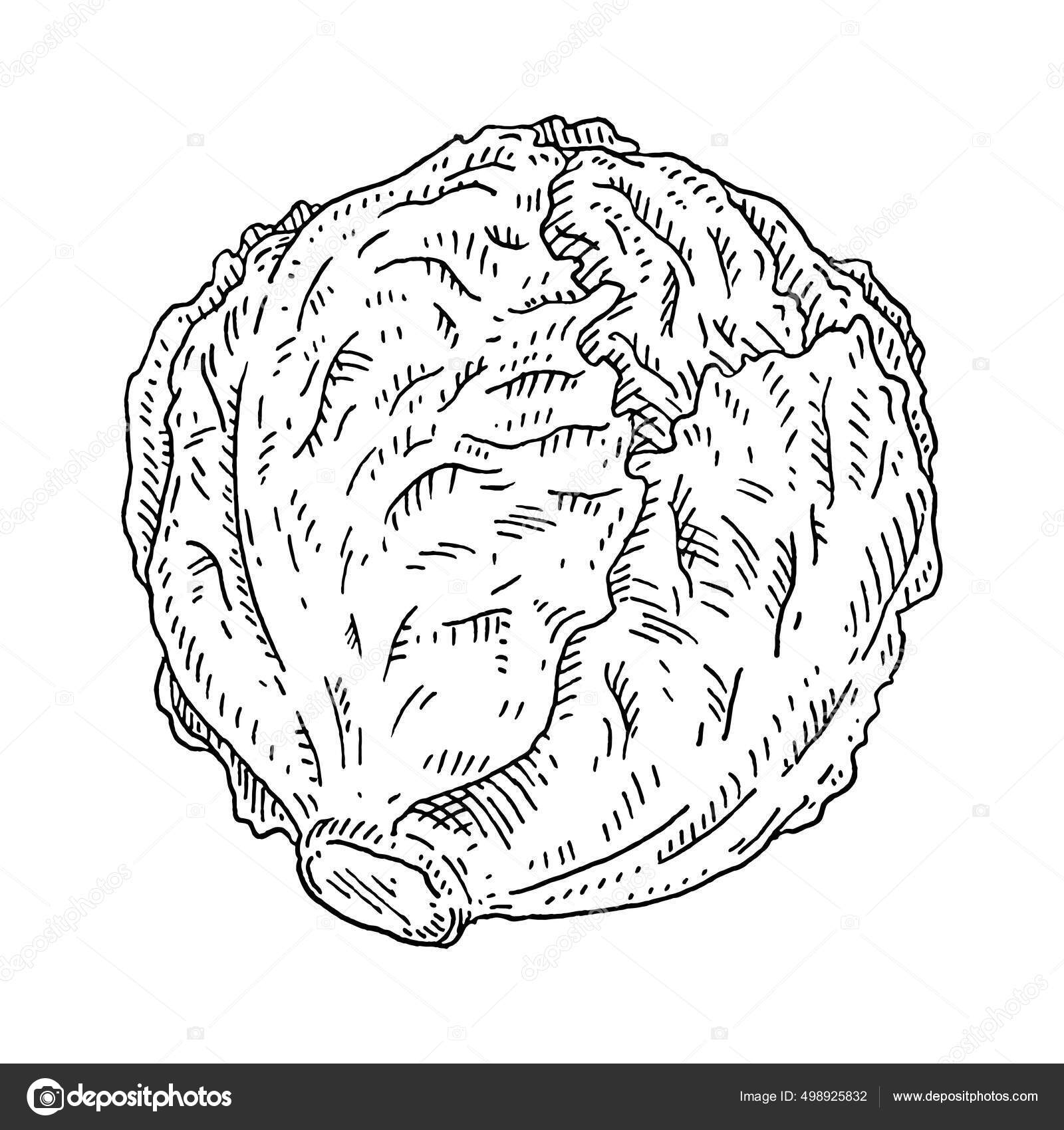 Fresh Whole Head Cabbage Vintage Vector Hatching Black Engrave ...