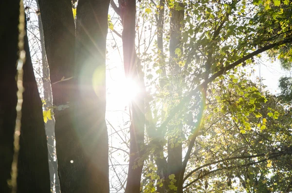 gray fall autumn - Stock Image - Everypixel