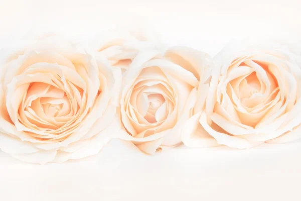 Imágenes de Rosas beige, fotos de Rosas beige sin royalties | Depositphotos