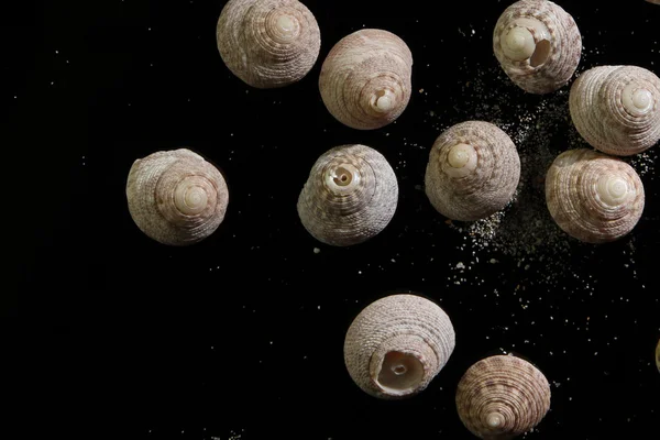 Cluster shells Stock Photos, Royalty Free Cluster shells Images ...