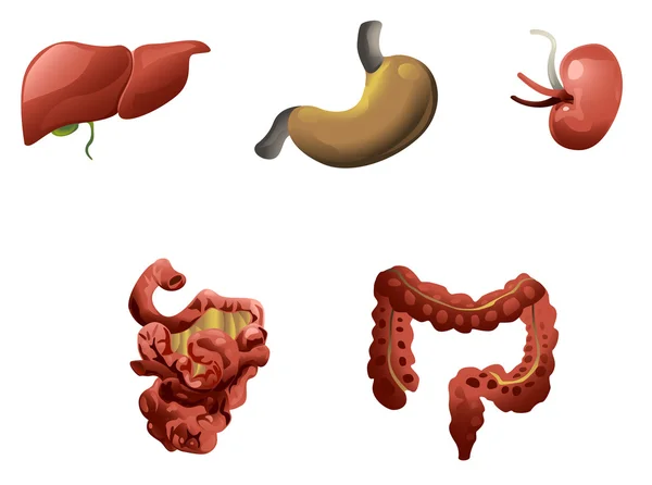 Vektor anatomi pankreas imágenes de stock de arte vectorial | Depositphotos
