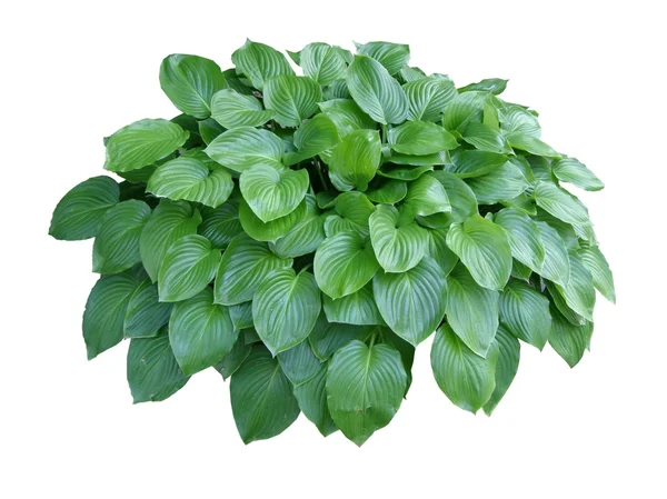 Rectangular bush Stock Photos, Royalty Free Rectangular bush Images ...