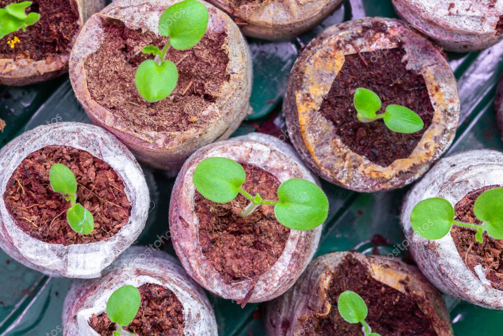 Pl ntulas en tabletas de turba. Planta casera creciendo. Preparaci n para la temporada de ...