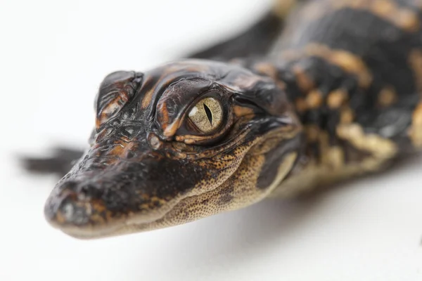 Cute alligator baby Stock Photos, Royalty Free Cute alligator baby ...